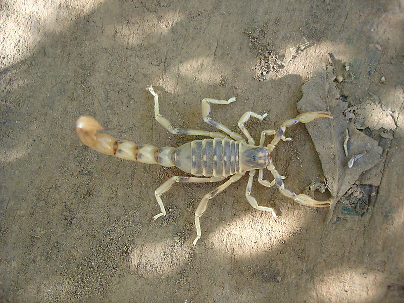 Ñuble Naturaleza » Alacrán rubio